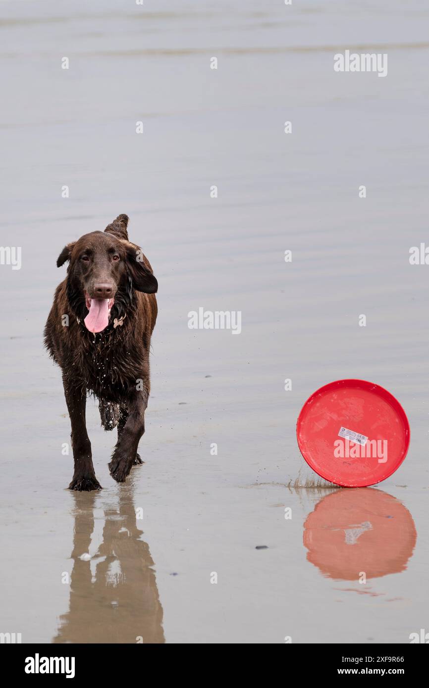 A dog and a frisbee on Towan beach in Newquay in Cornwall in the UK ...
