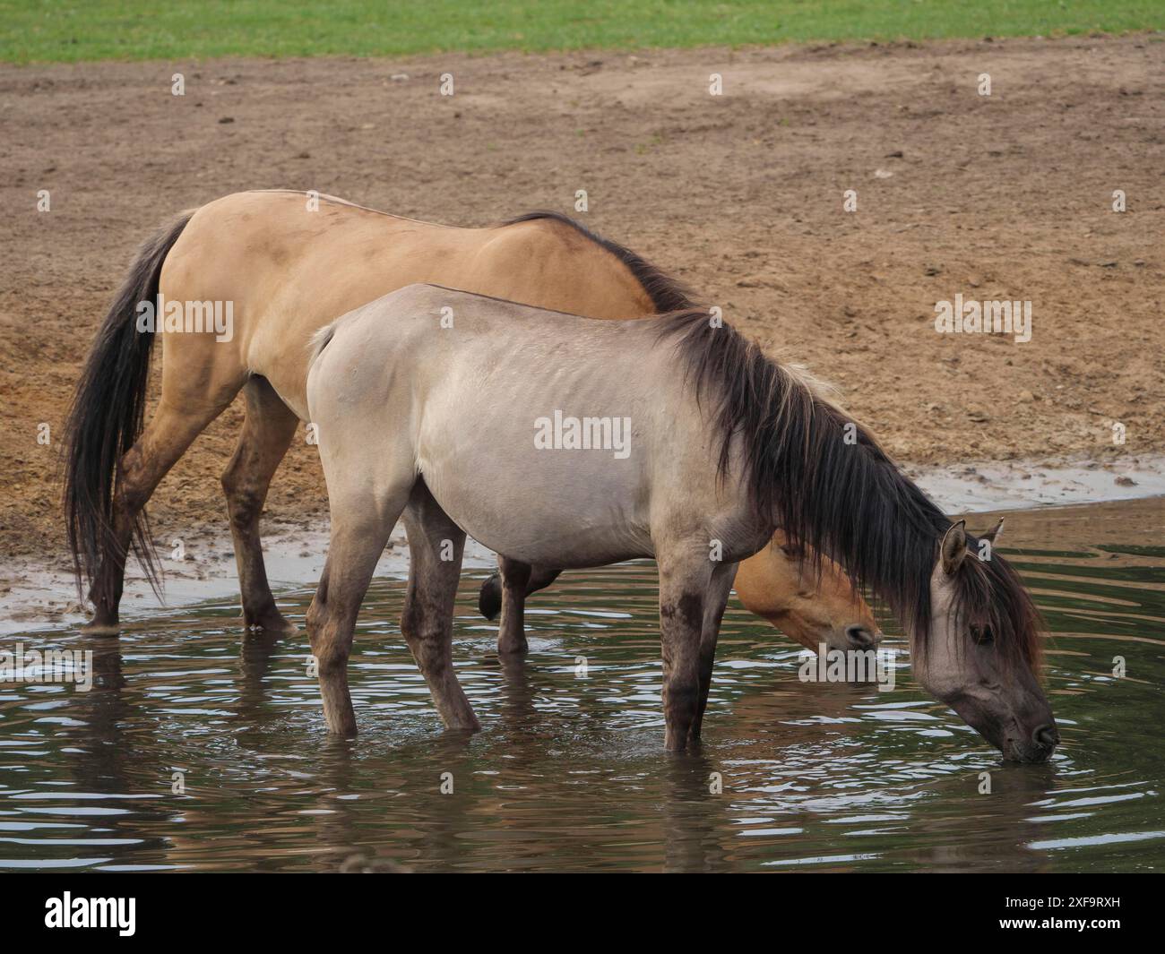 Two horses standing on the bank of the river and drinking water ...