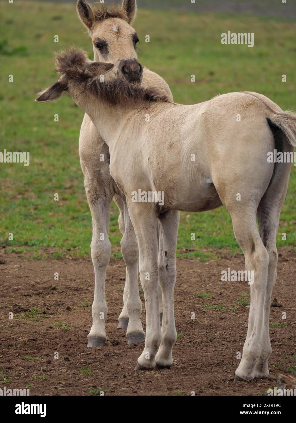 Two foals standing close together on a patch of earth, merfeld, North ...