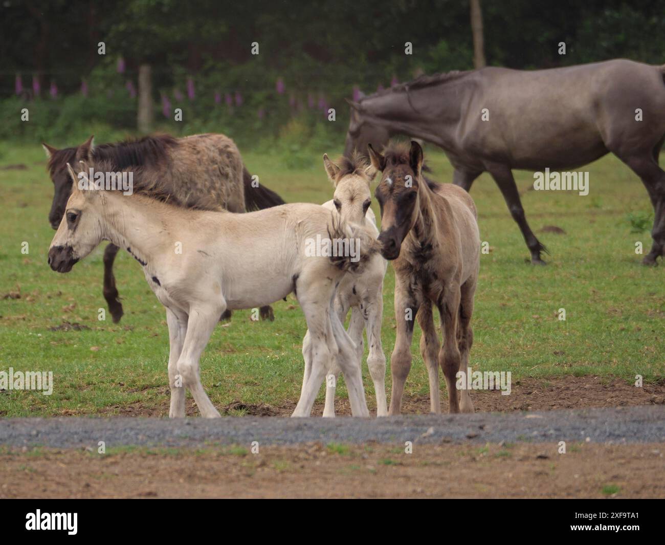 Three foals standing together in a pasture, other horses in the ...