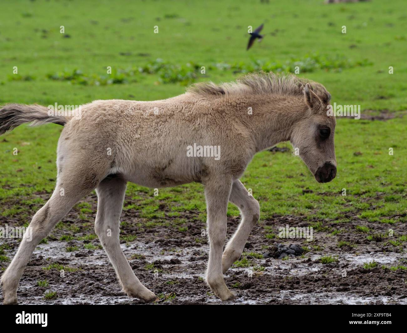 A young foal runs across a wide, green and muddy pasture, merfeld ...