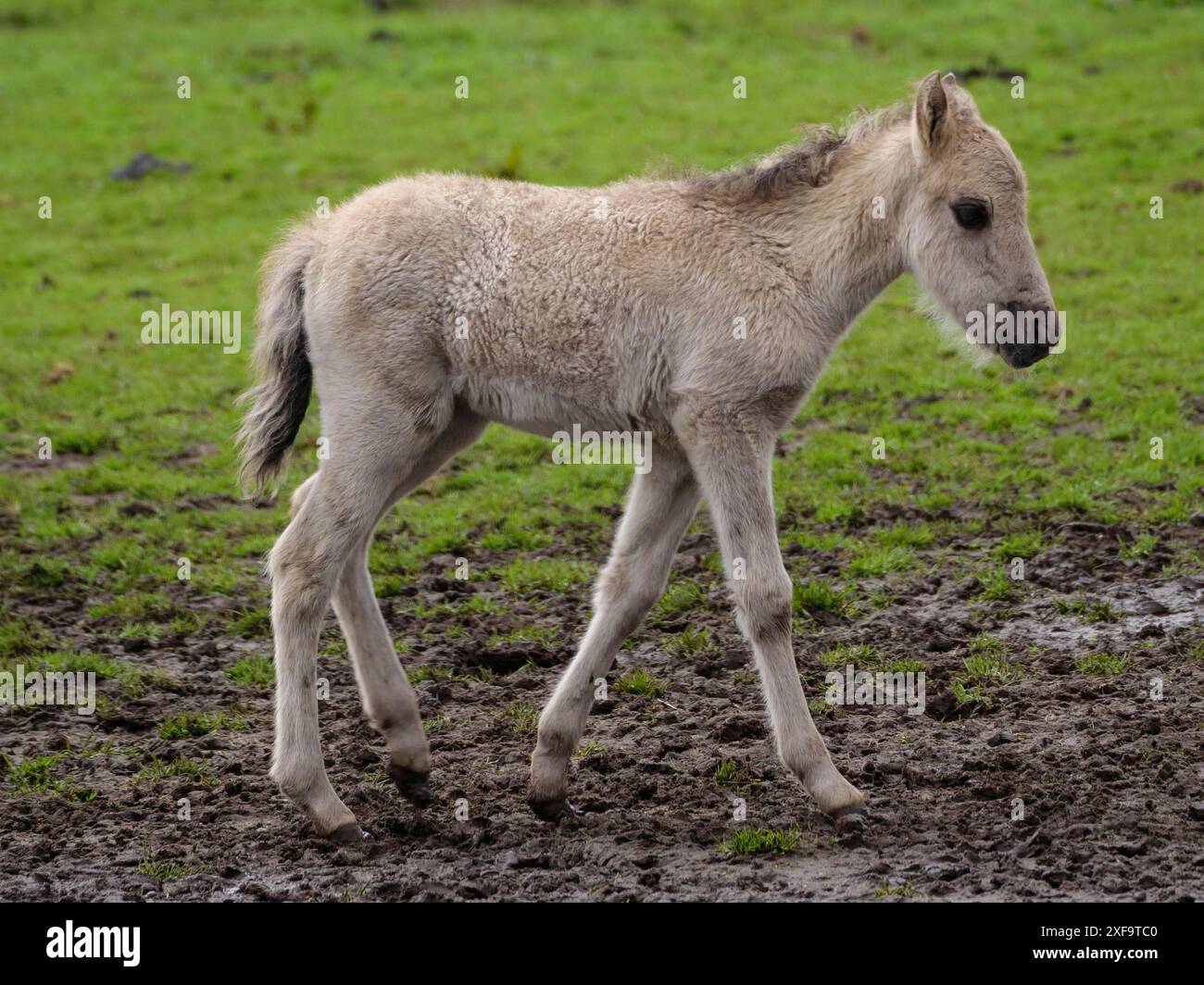 A young foal curiously explores a green meadow, merfeld, muensterland ...