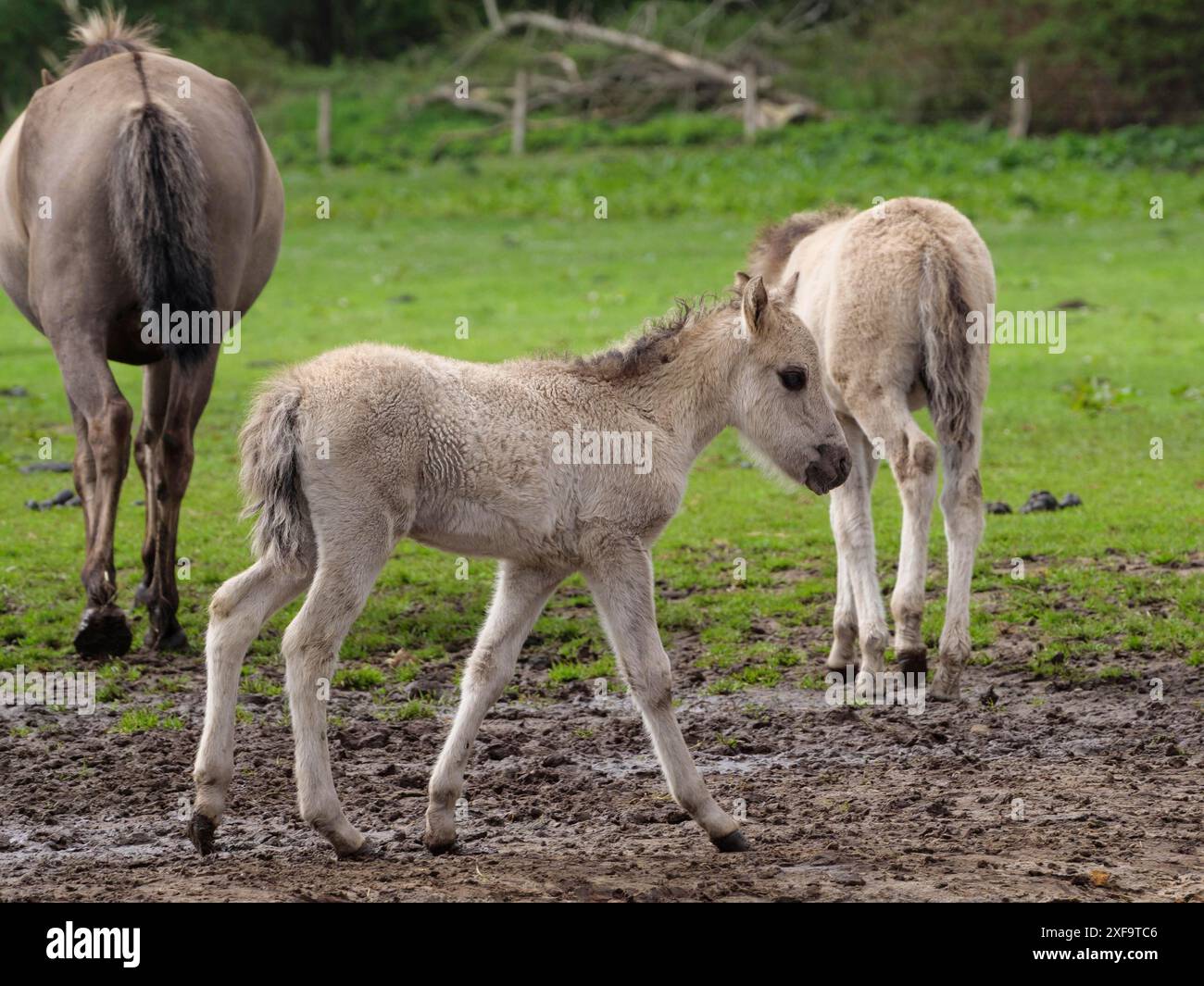 A foal walks in a pasture while another horse stands with its back to ...