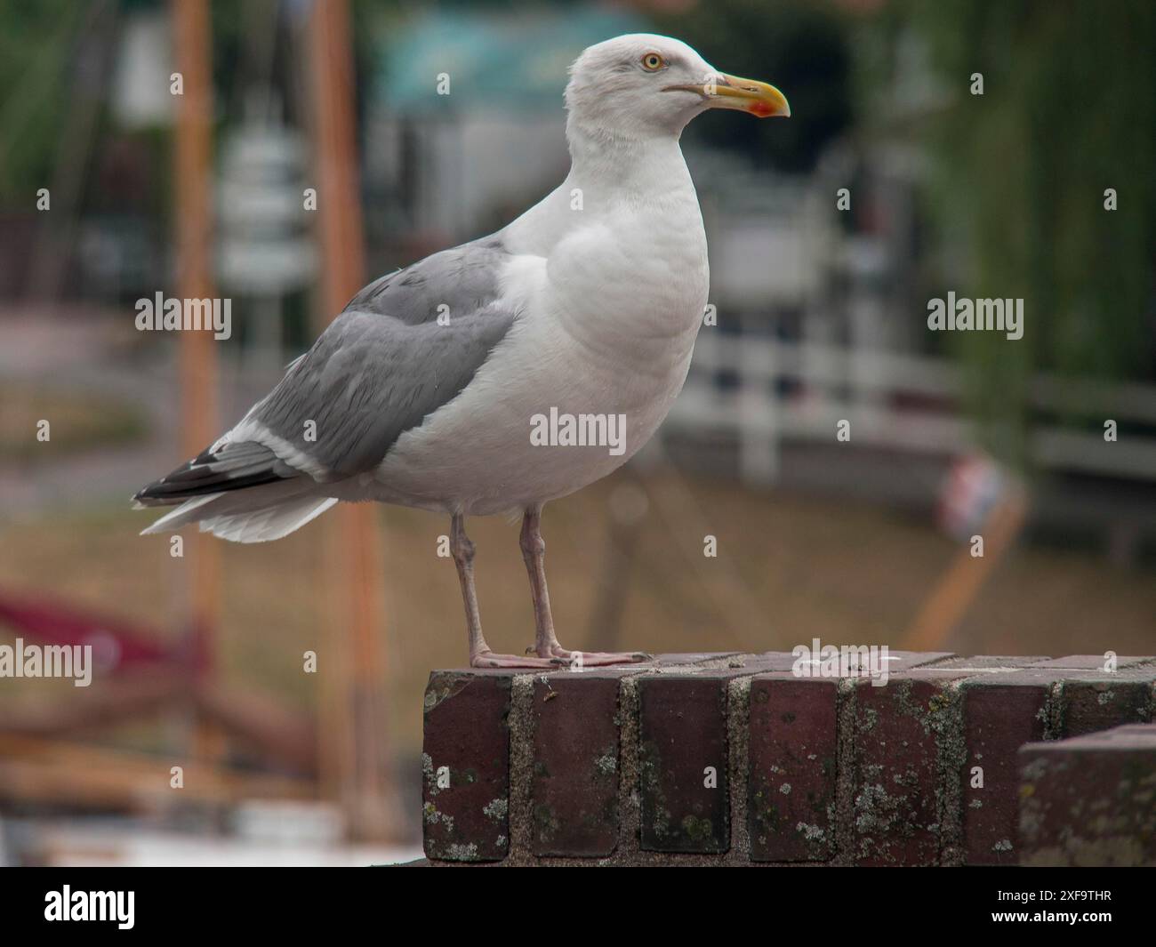 A seagull stands on a brick wall, with a harbour in the blurred ...