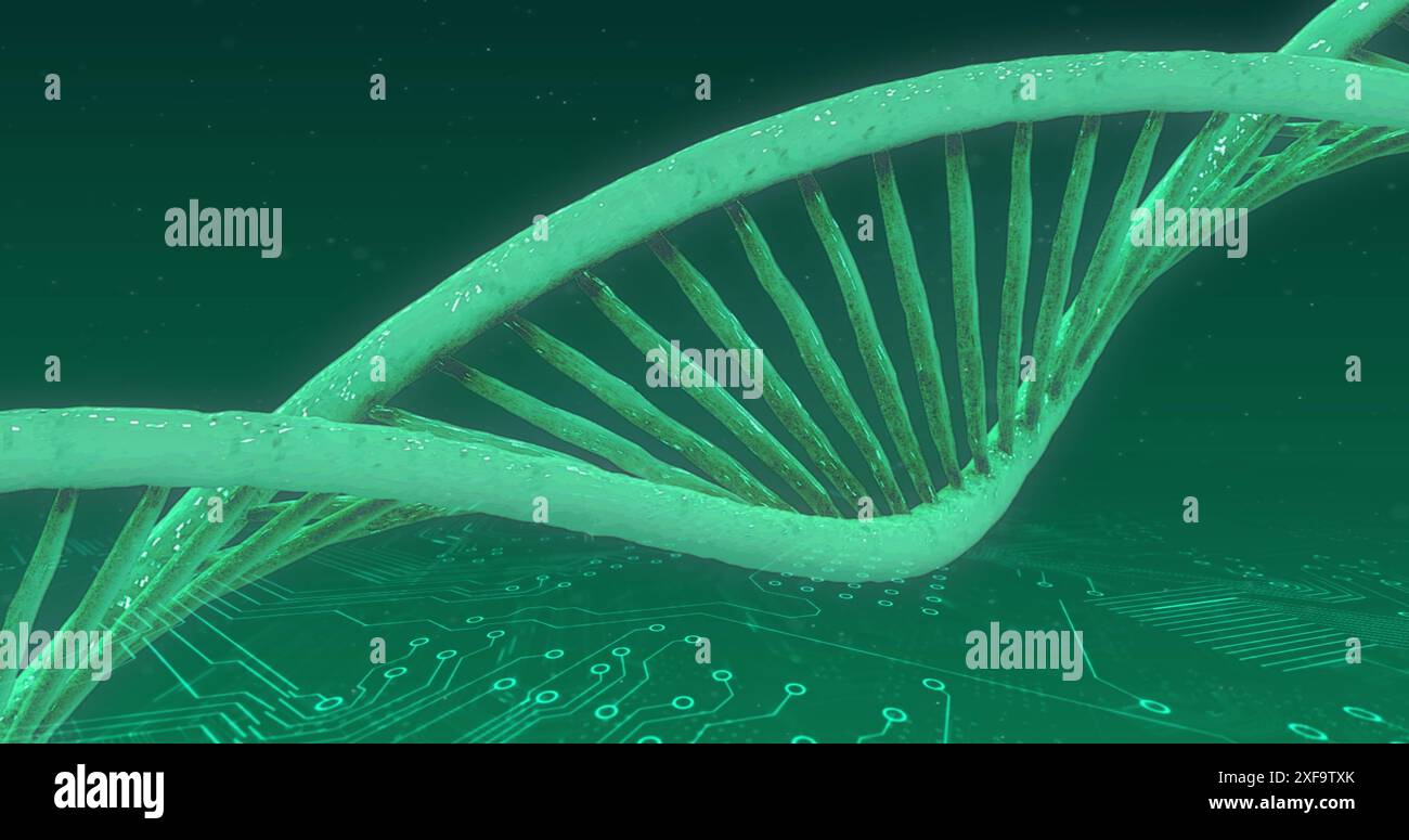 Image of dna helix rotating over electronic circuit board patterns on ...