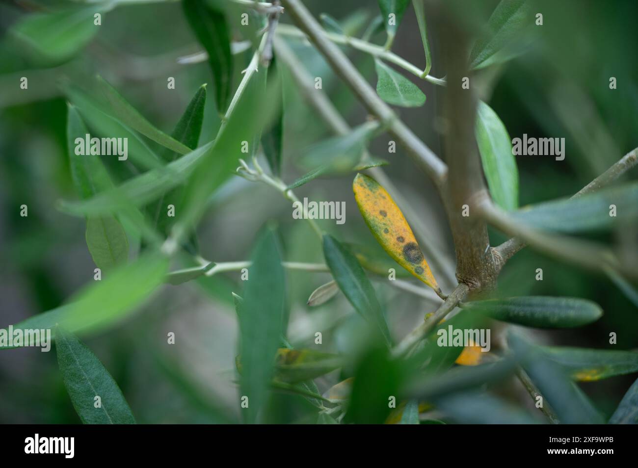Spilocaea oleaginea causing the disease olive peacock spot, also known ...