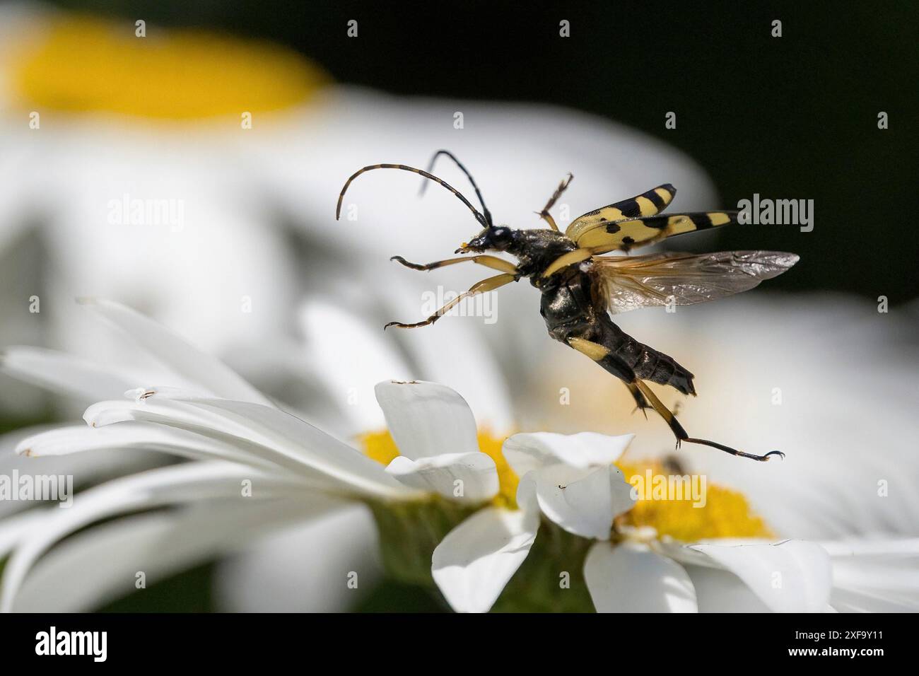 A spotted longhorn (Rutpela maculata) flies over a daisy flower, Hesse ...