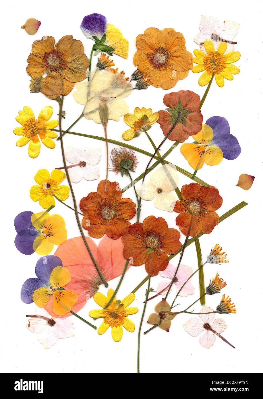 Pressed flowers cards hi-res stock photography and images - Alamy