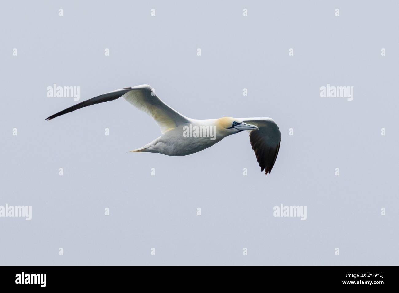 Flying Northern gannet, Morus bassanus Britains largest seabird ...