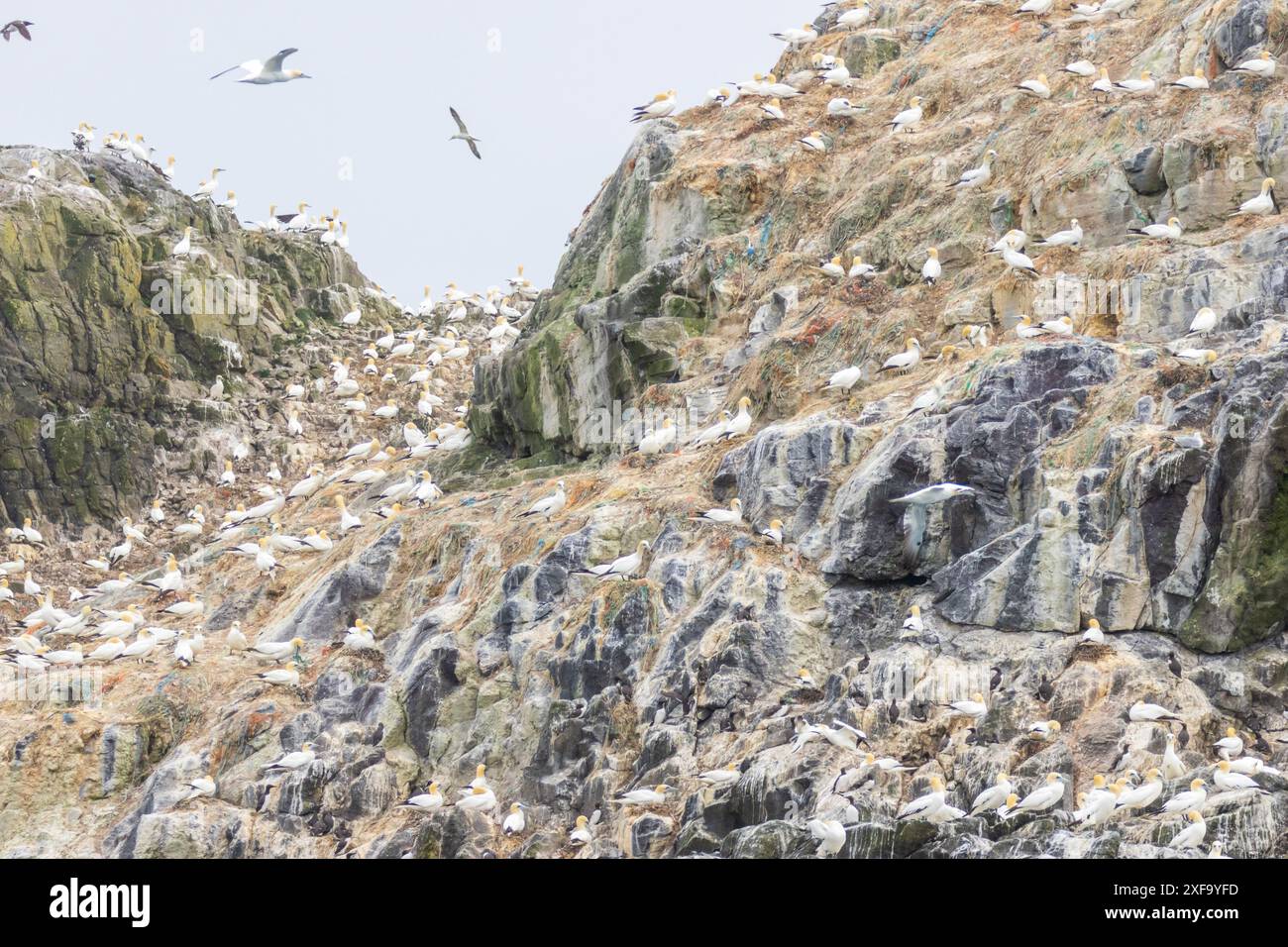 Grassholm island Northern gannets, Morus bassanus Britains largest ...