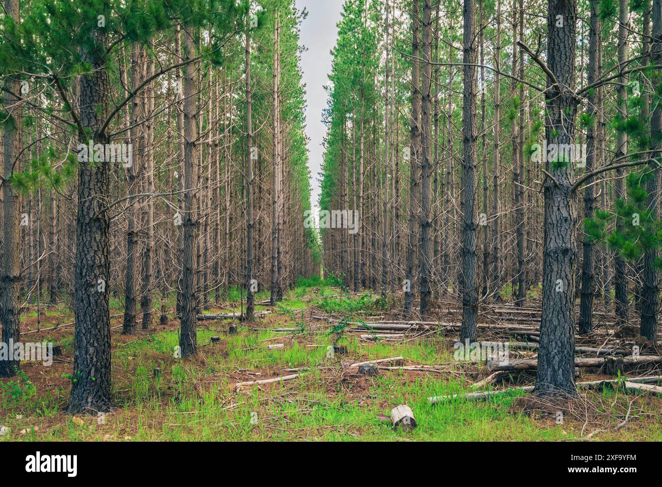 Kuitpo forest reserve with pine trees on a day, South Australia Stock ...