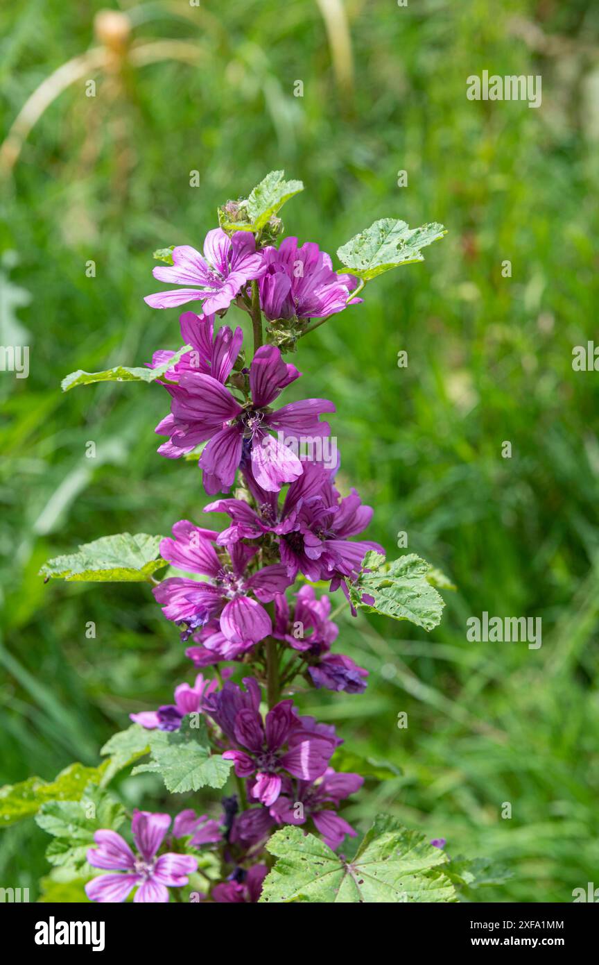 General stock - gardens and gardening. Mauve flowers of the Malva ...