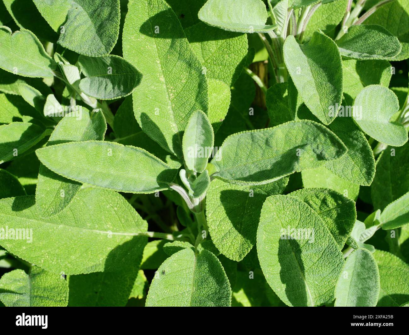 Photo of young sage plants covering an area. The green structure serves ...