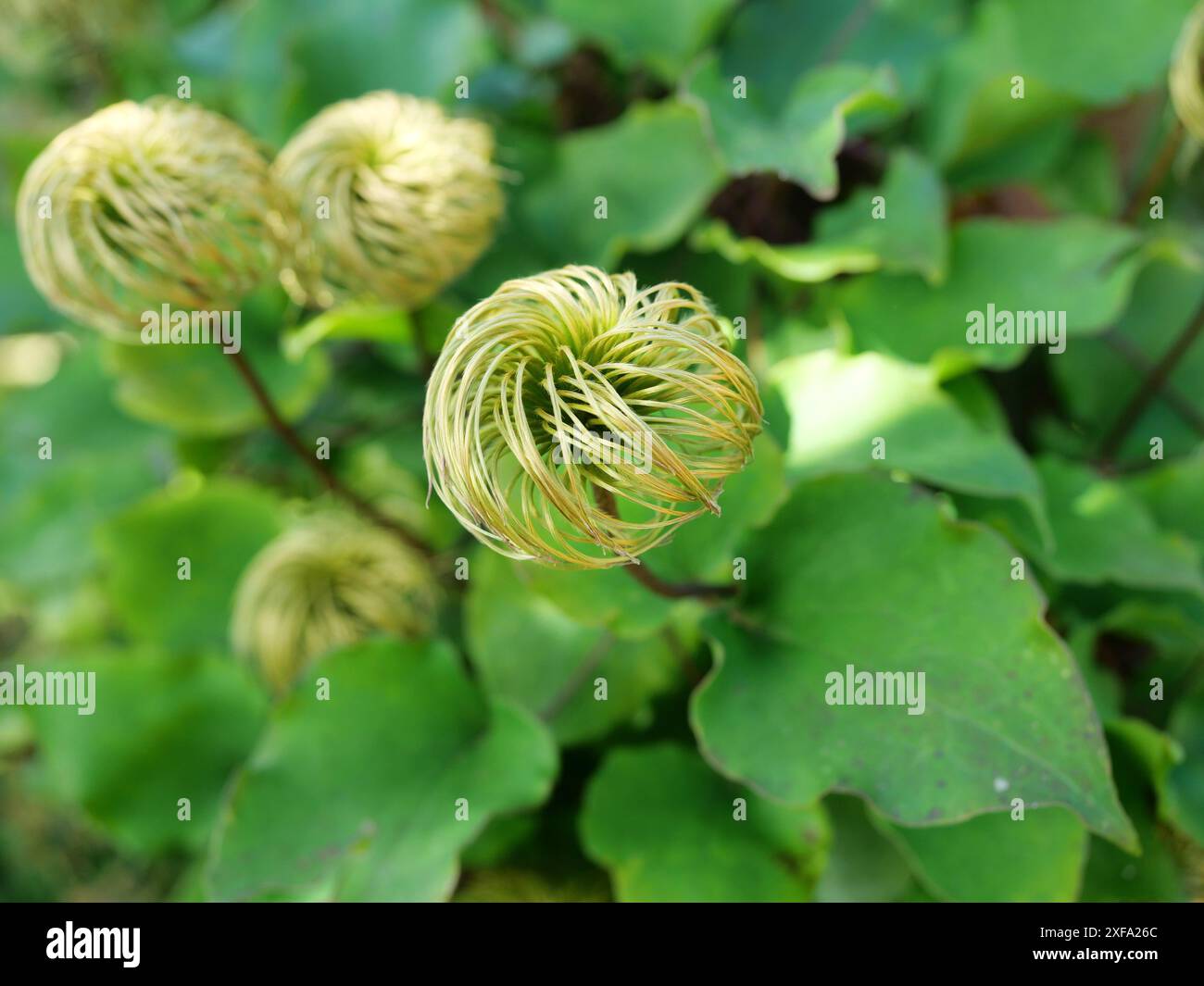 Photo of faded Clematis with attractive silvery seed heads. Perfect for bouquets or arrangements ...