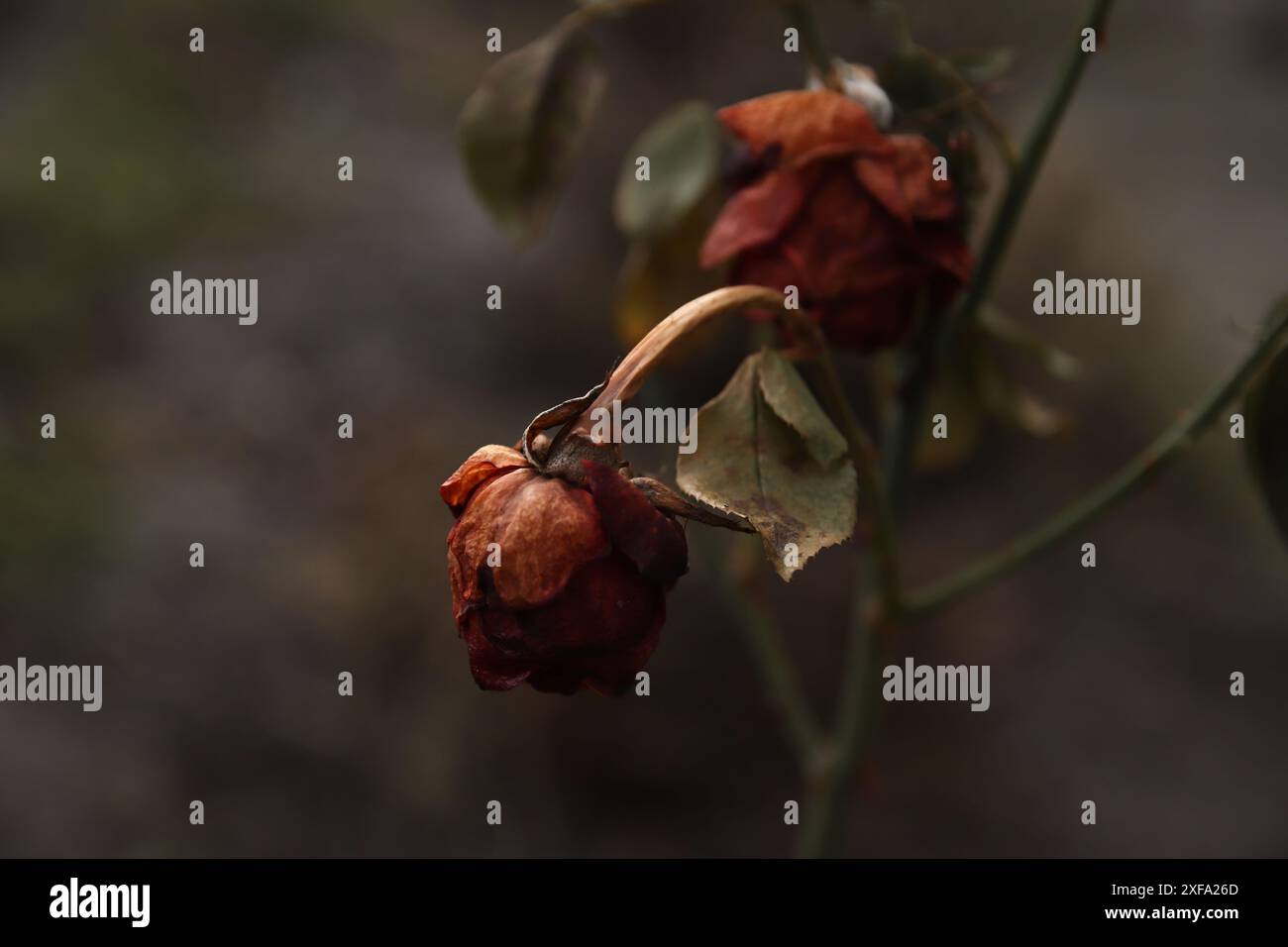 Sense of timeless decay hi-res stock photography and images - Alamy