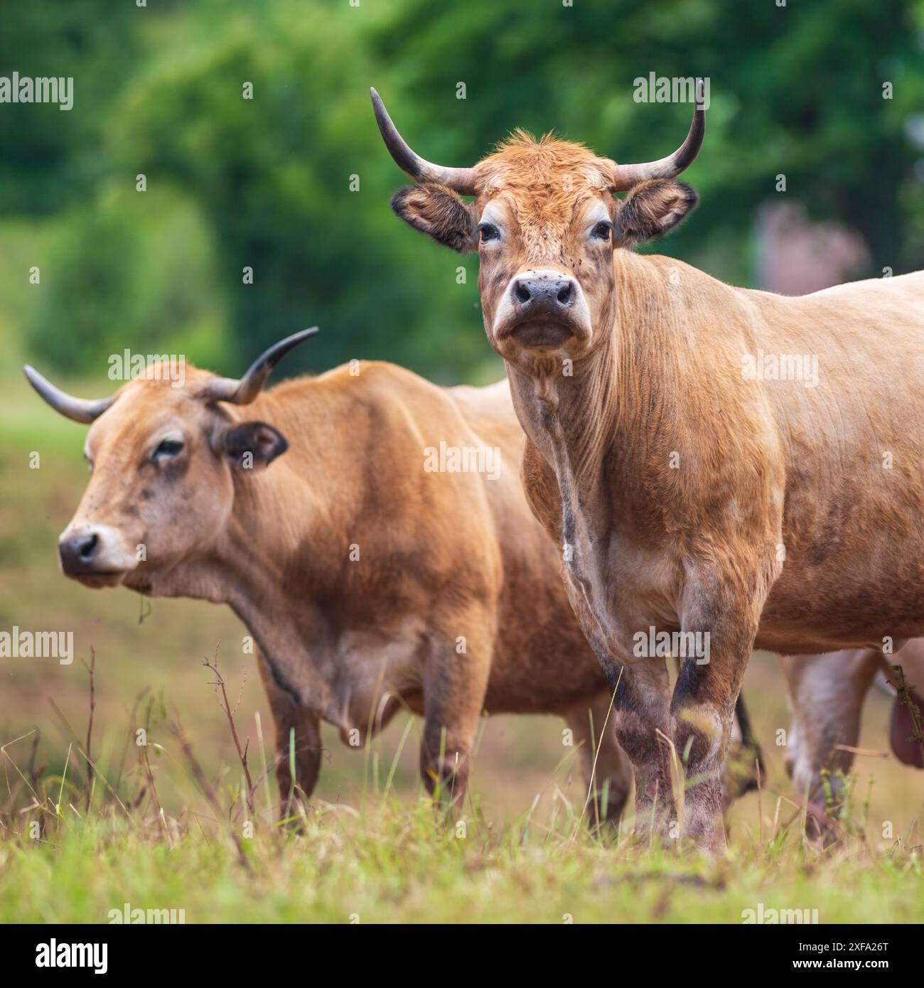 Two happy Aubrac cows photographed in France in a natural environment ...