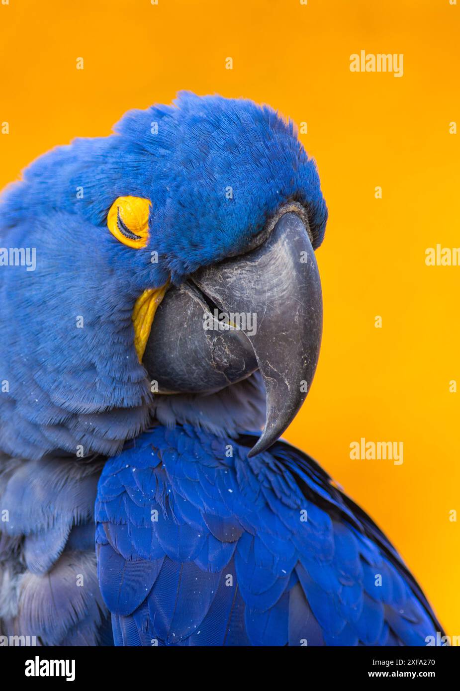 Big blue parrot, Hyacinth Macaw, rare blue bird closing its eyes ...