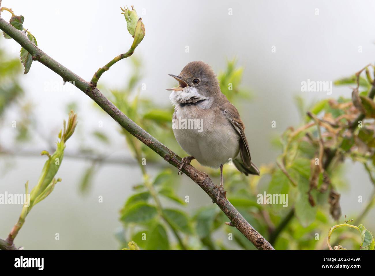 Common Greater Whitethroat (Sylvia communi) singing Norfolk May 2024 ...