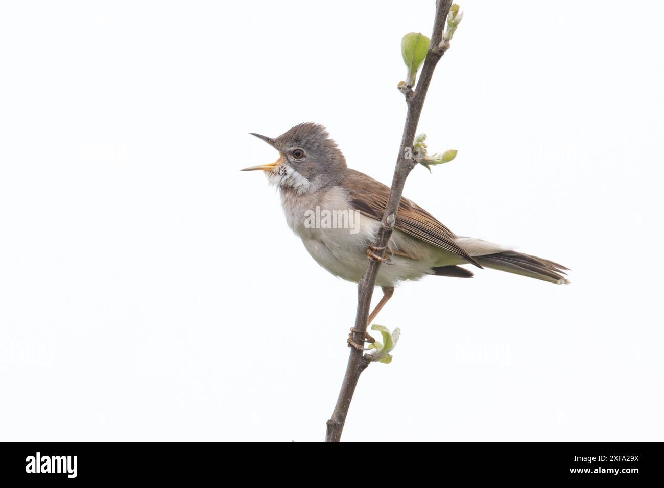 Common Greater Whitethroat (Sylvia communi) singing Norfolk May 2024 ...