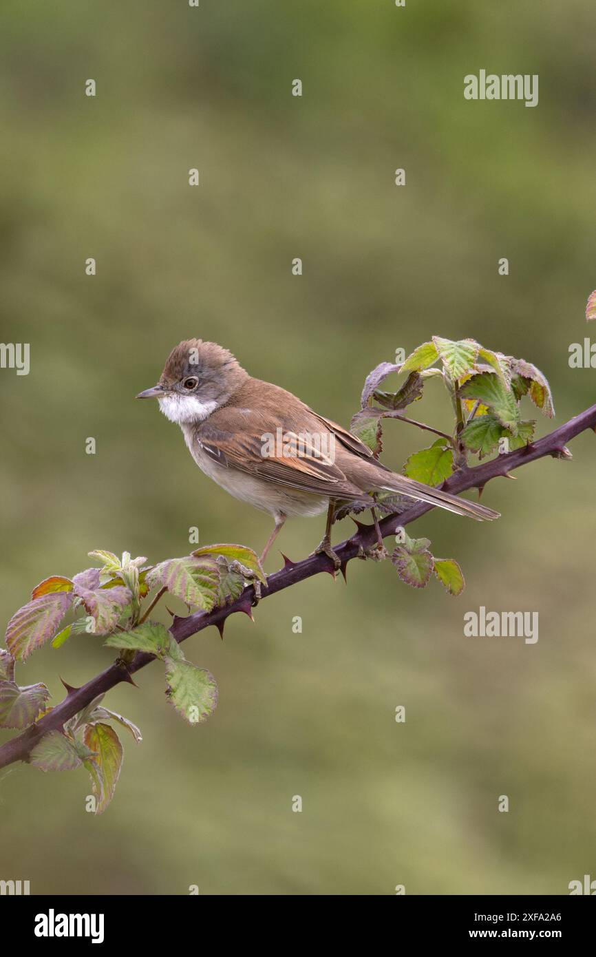 Common Greater Whitethroat (Sylvia communi) Norfolk May 2024 Stock ...