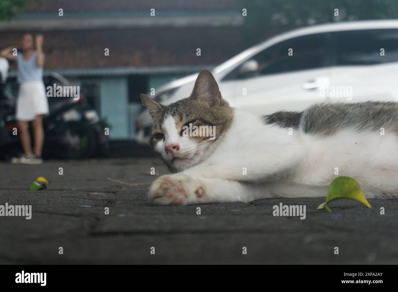 white gray cat laying while puked with a finger Stock Photo - Alamy