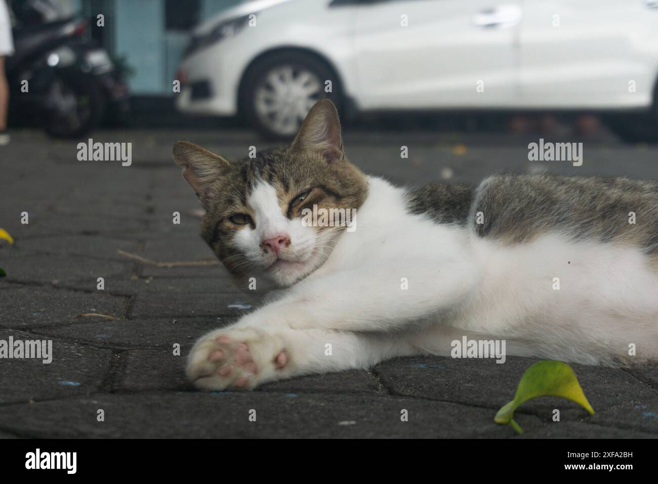 white gray cat laying while puked with a finger Stock Photo - Alamy