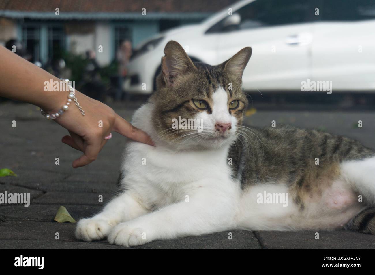 white gray cat laying while puked with a finger Stock Photo - Alamy