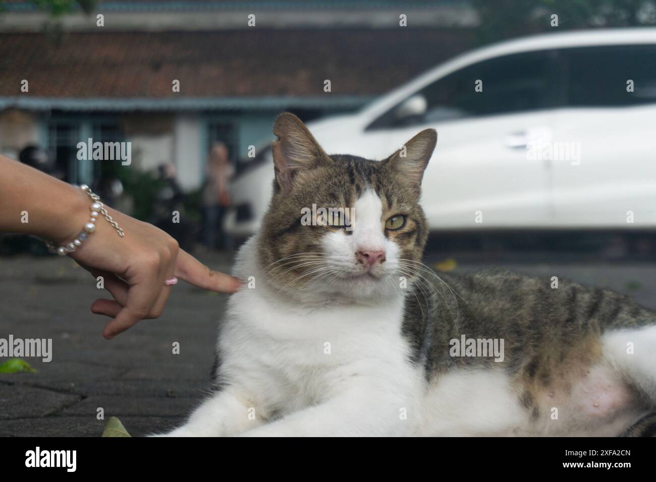 white gray cat laying while puked with a finger Stock Photo - Alamy