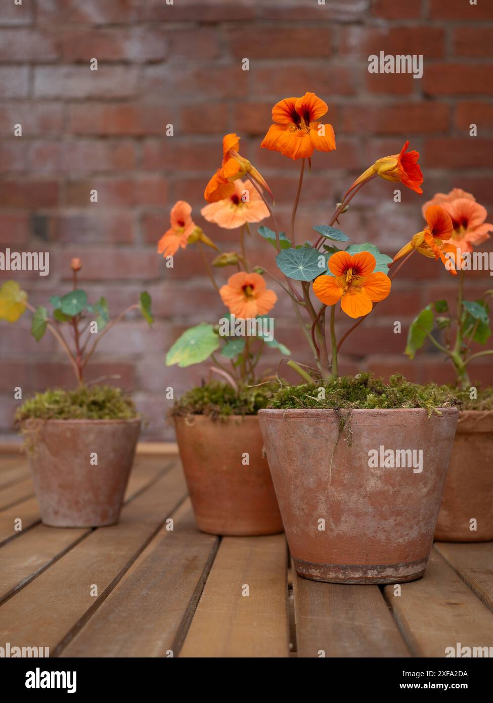 Peach & orange coloured nasturtium (Tropaeolum majus 'Salmon Baby') in ...