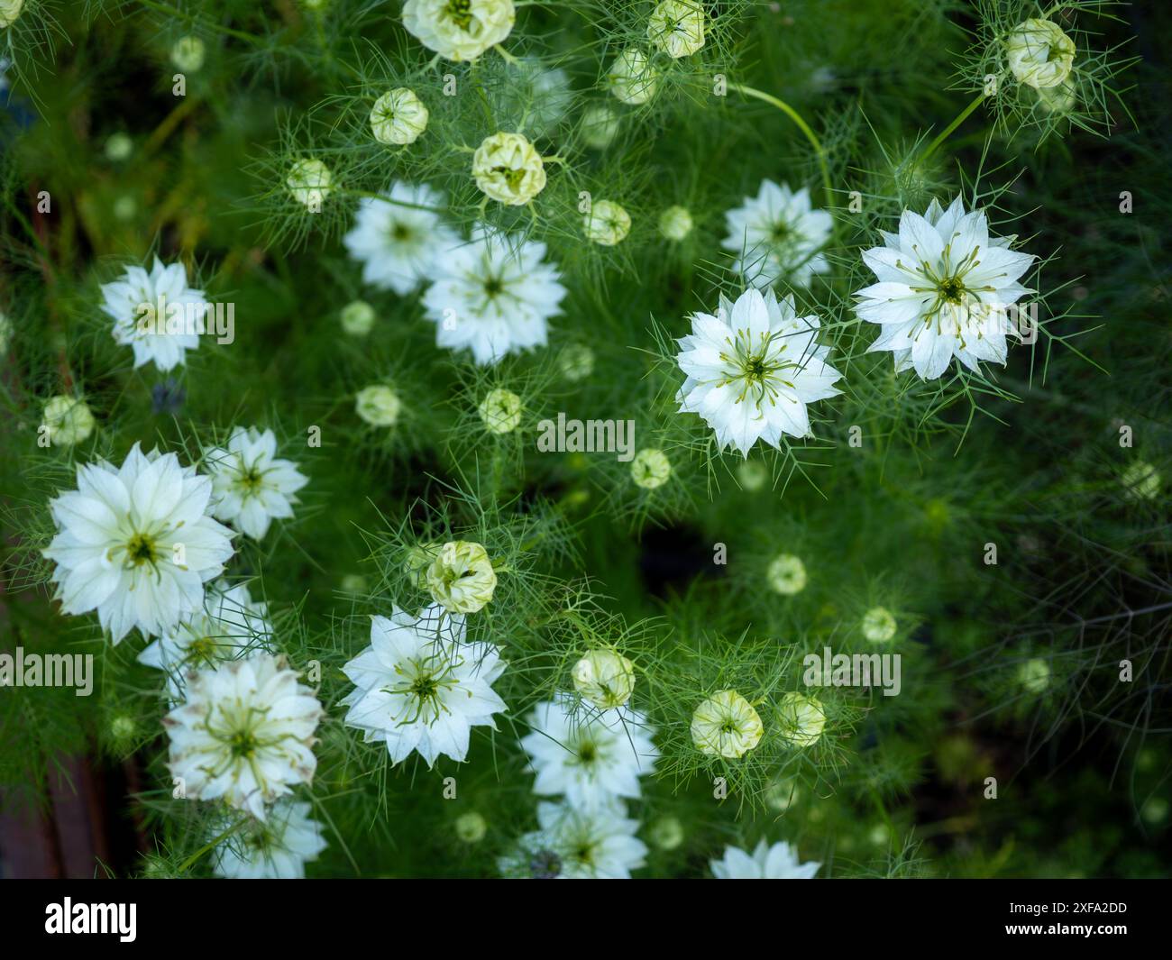 The white star shaped flowers of Nigella damascena 'Albion Green Pod ...