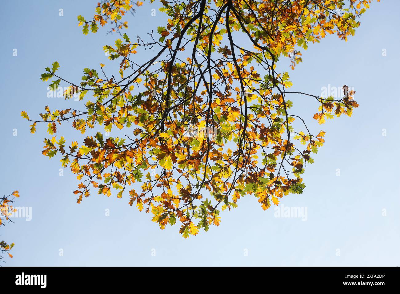Image from [golden leaves hi-res stock photography and images - Alamy