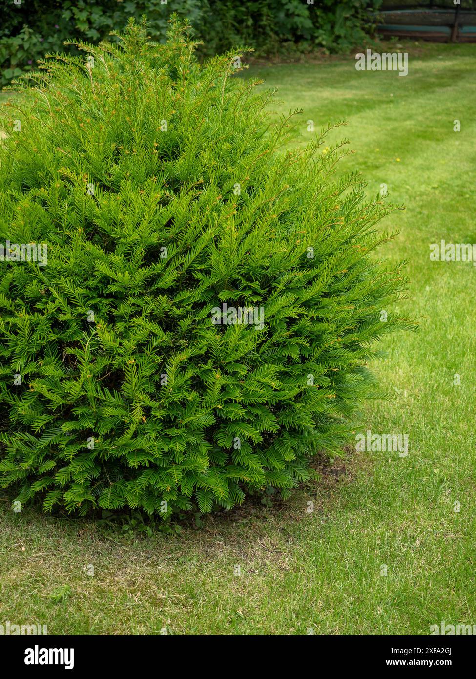 Yew topiary taxus baccata hi-res stock photography and images - Alamy