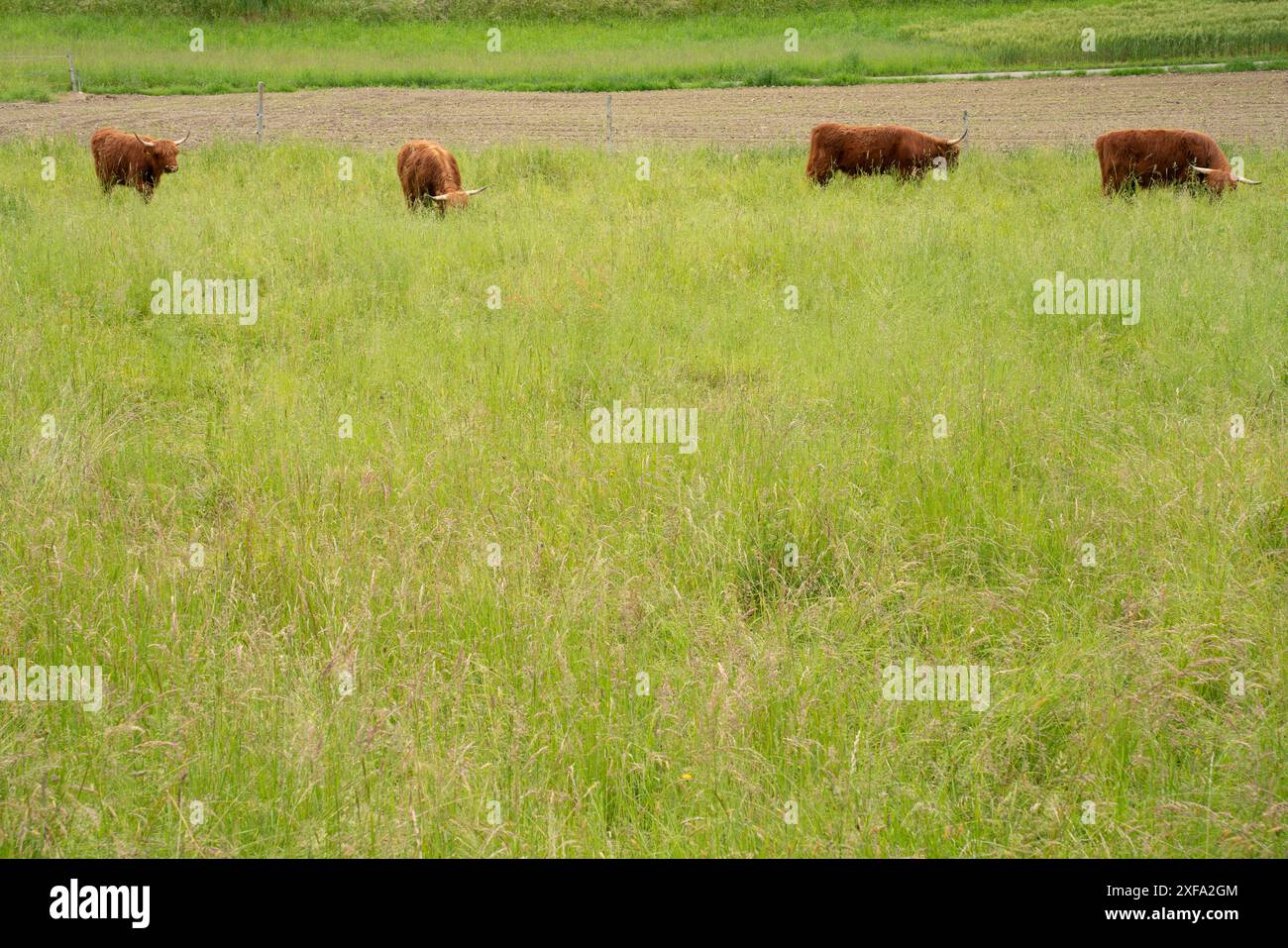 Four highland cattle cows line up in the background on a meadow with ...