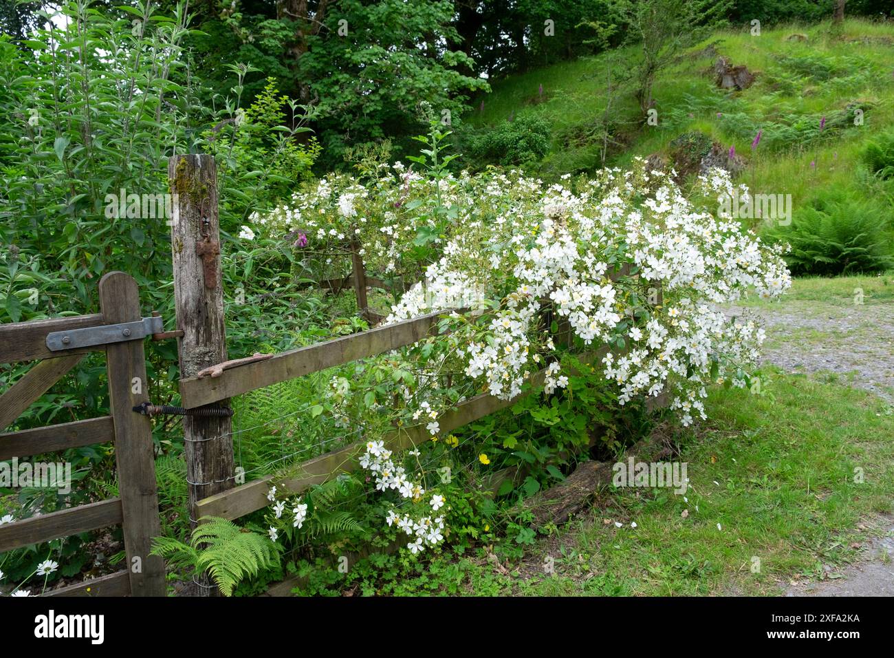 Kiftsgate hi-res stock photography and images - Alamy