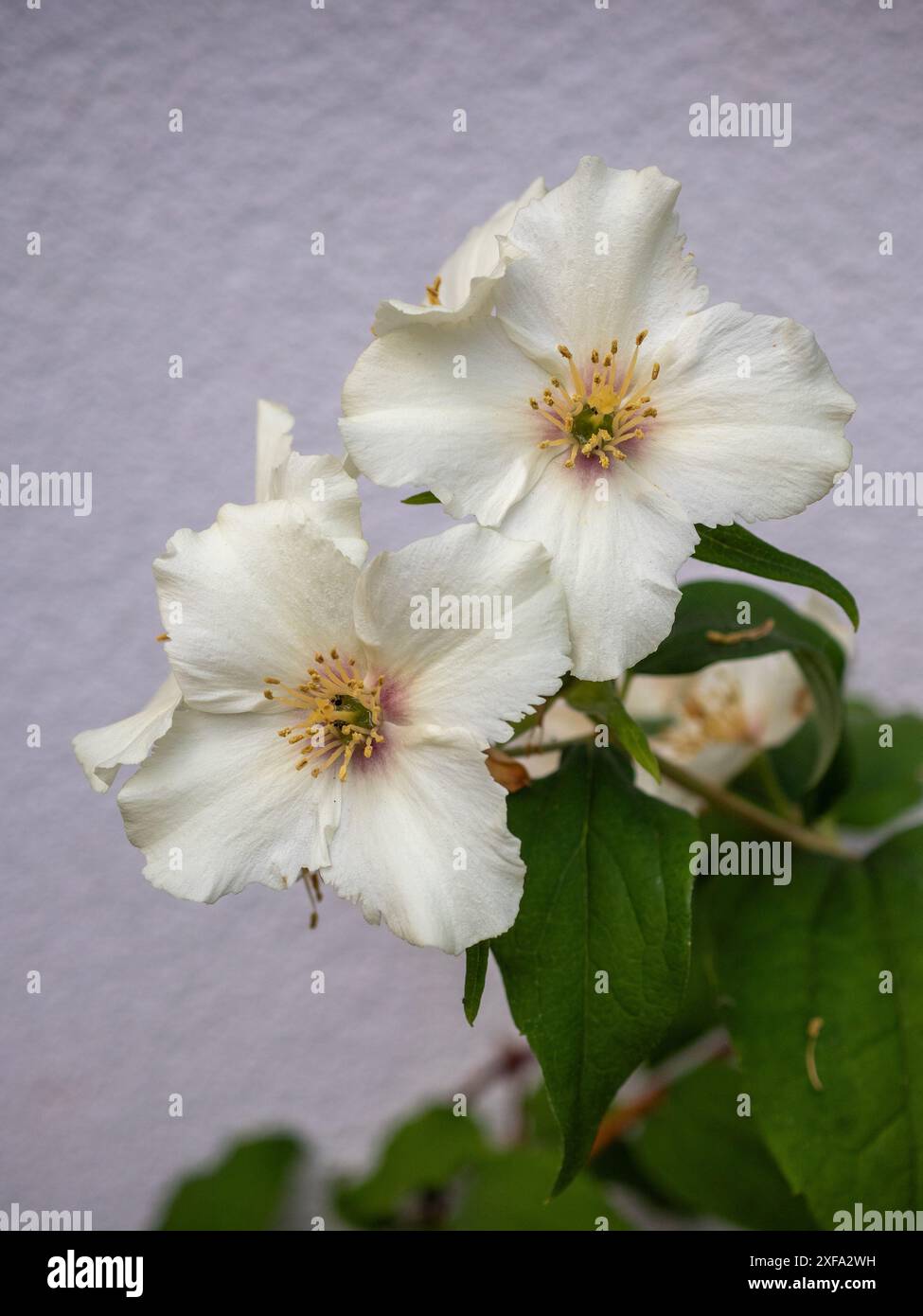 Philadelphus x lemoinei 'Belle Etoile' flowers close up against a white ...