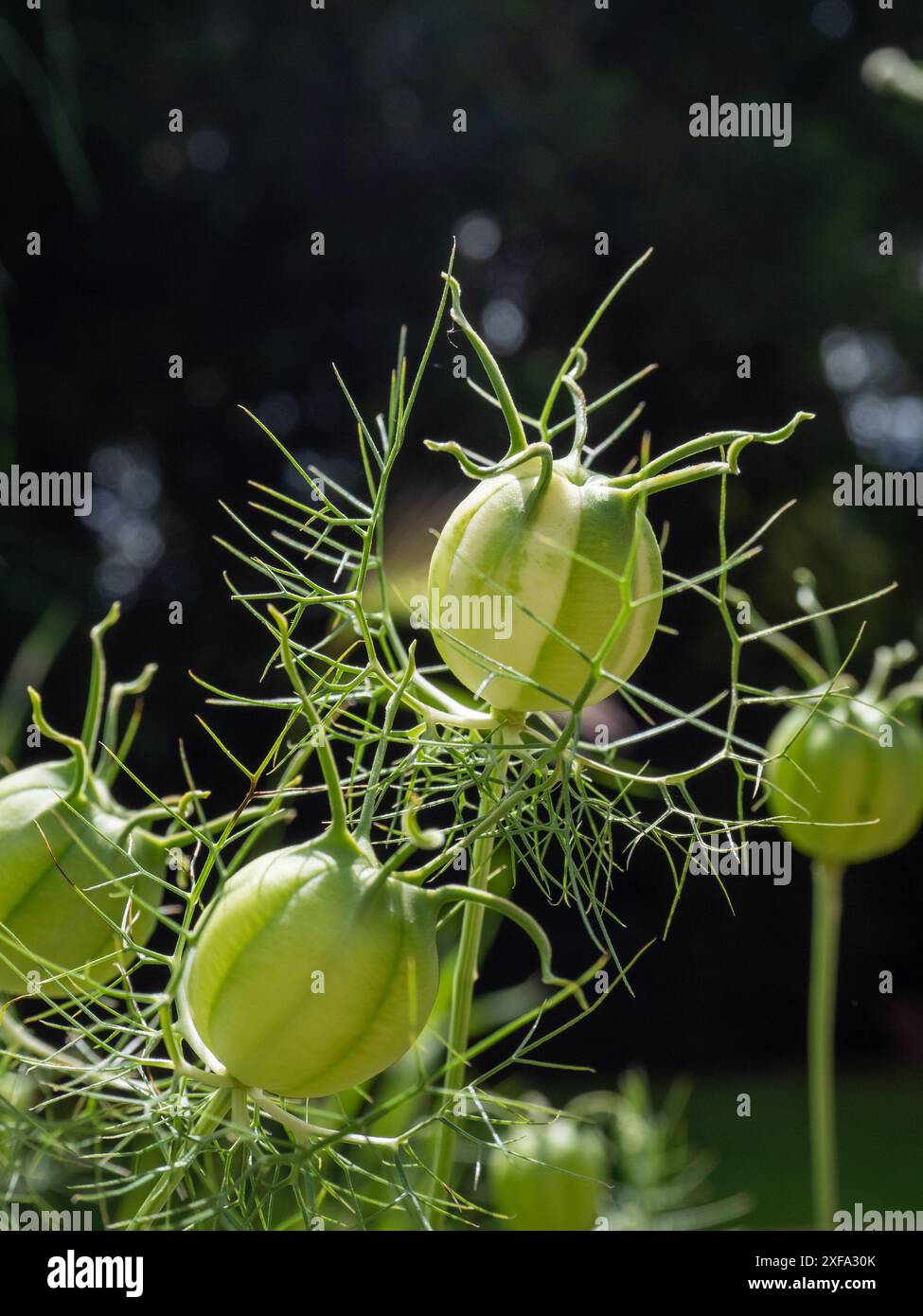 Nigella damascena 'Albion Green Pod' seedheads close up and lit by ...
