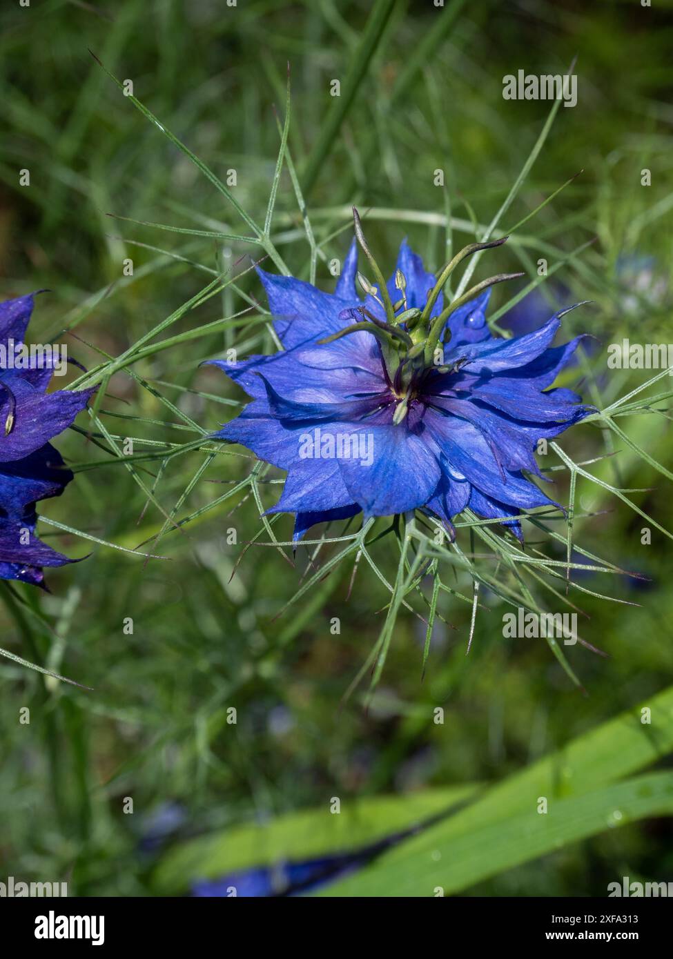 Blue Nigella damascena 'Persian Jewels' flower (love-in-a-mist) close ...