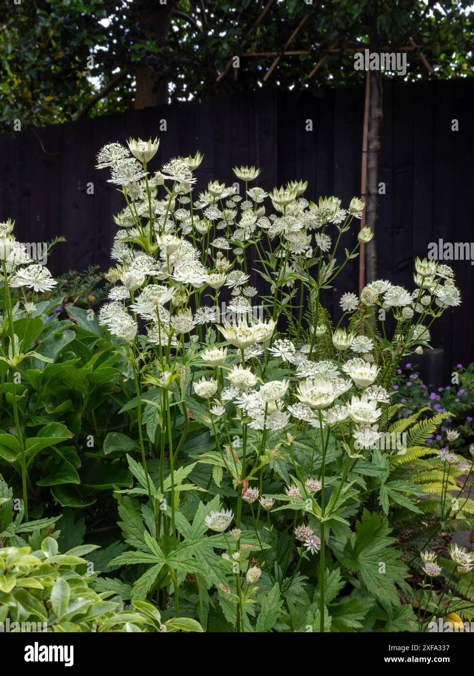 Astrantia major Alba whole plant showing the white star shaped flowers ...