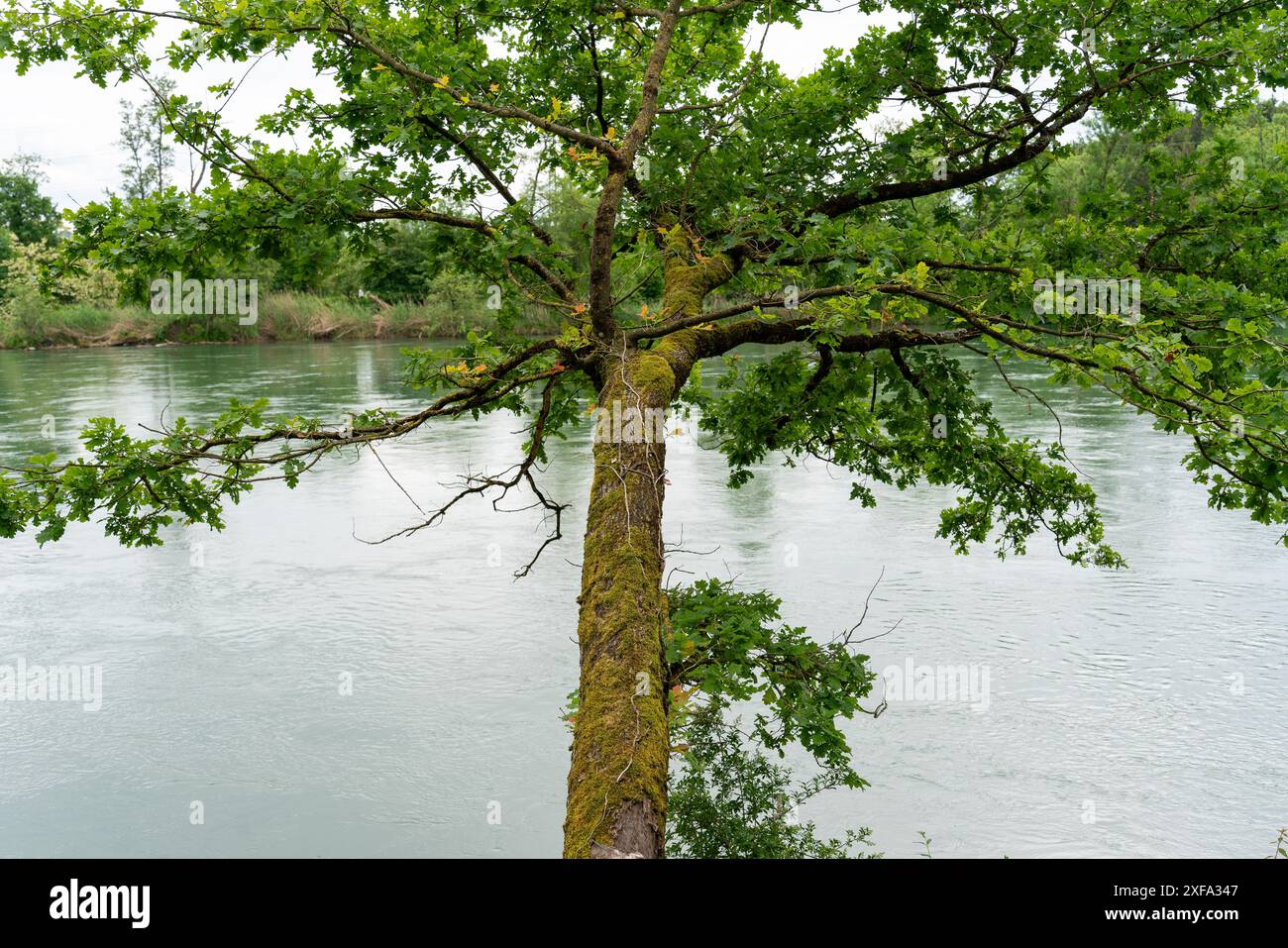 Tree leaning out over the flowing river. Reflection of trees on ...