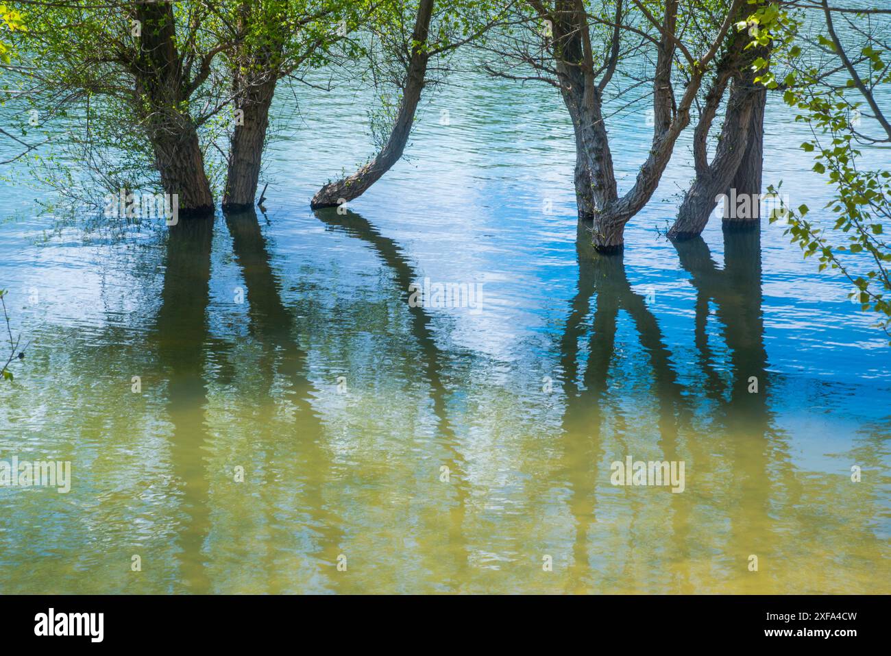 Trees and their reflections on water Stock Photo - Alamy