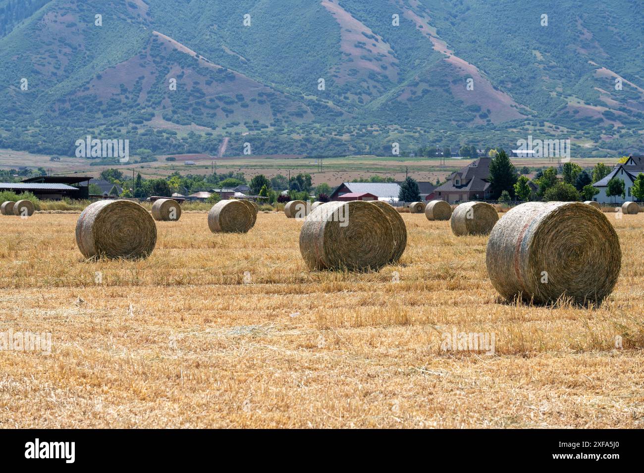 A field of large rolled bales of hay, also known as round bales, for ...