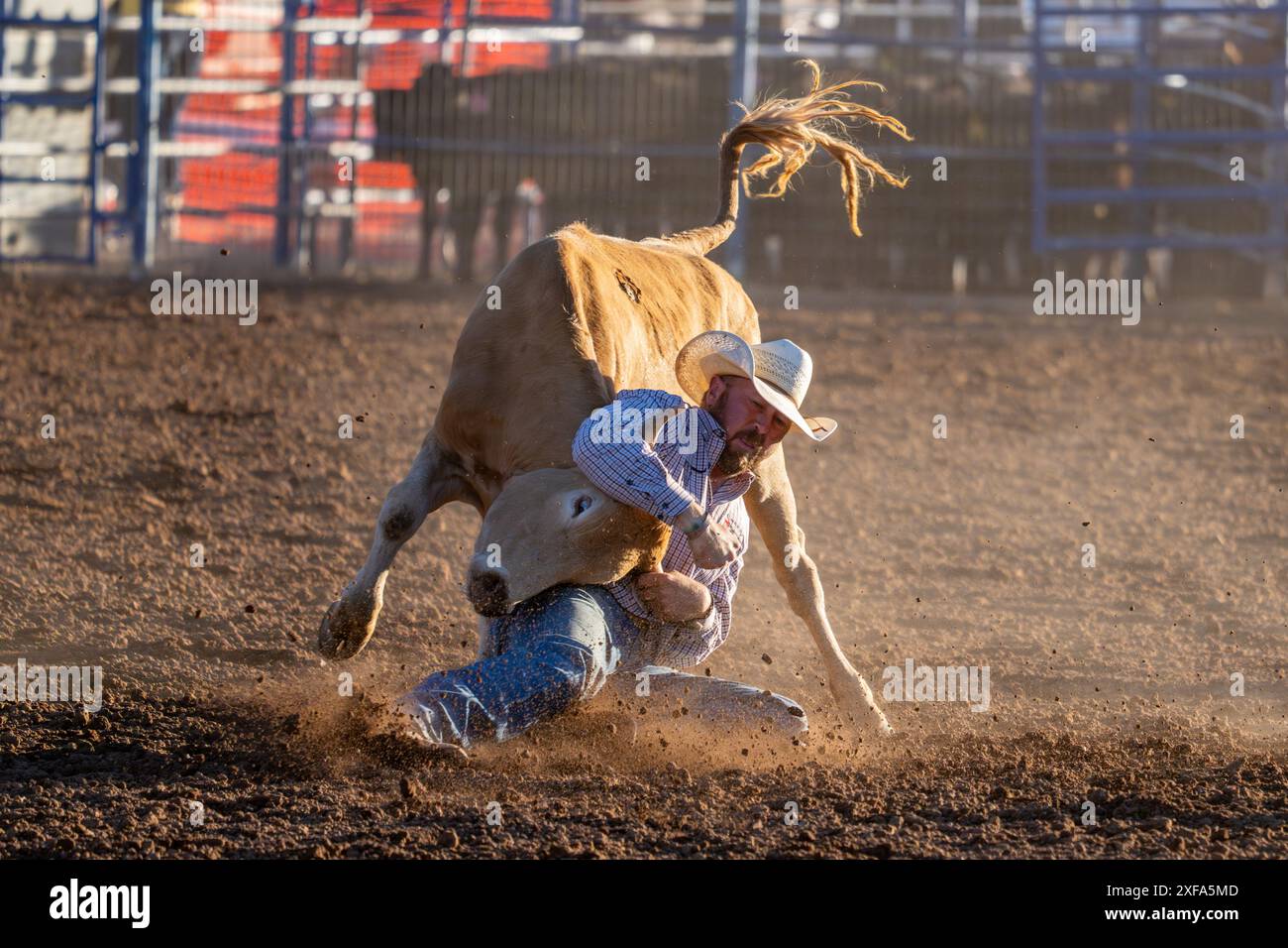 A rodeo cowboy in the steer wrestling event has slid off his horse to ...