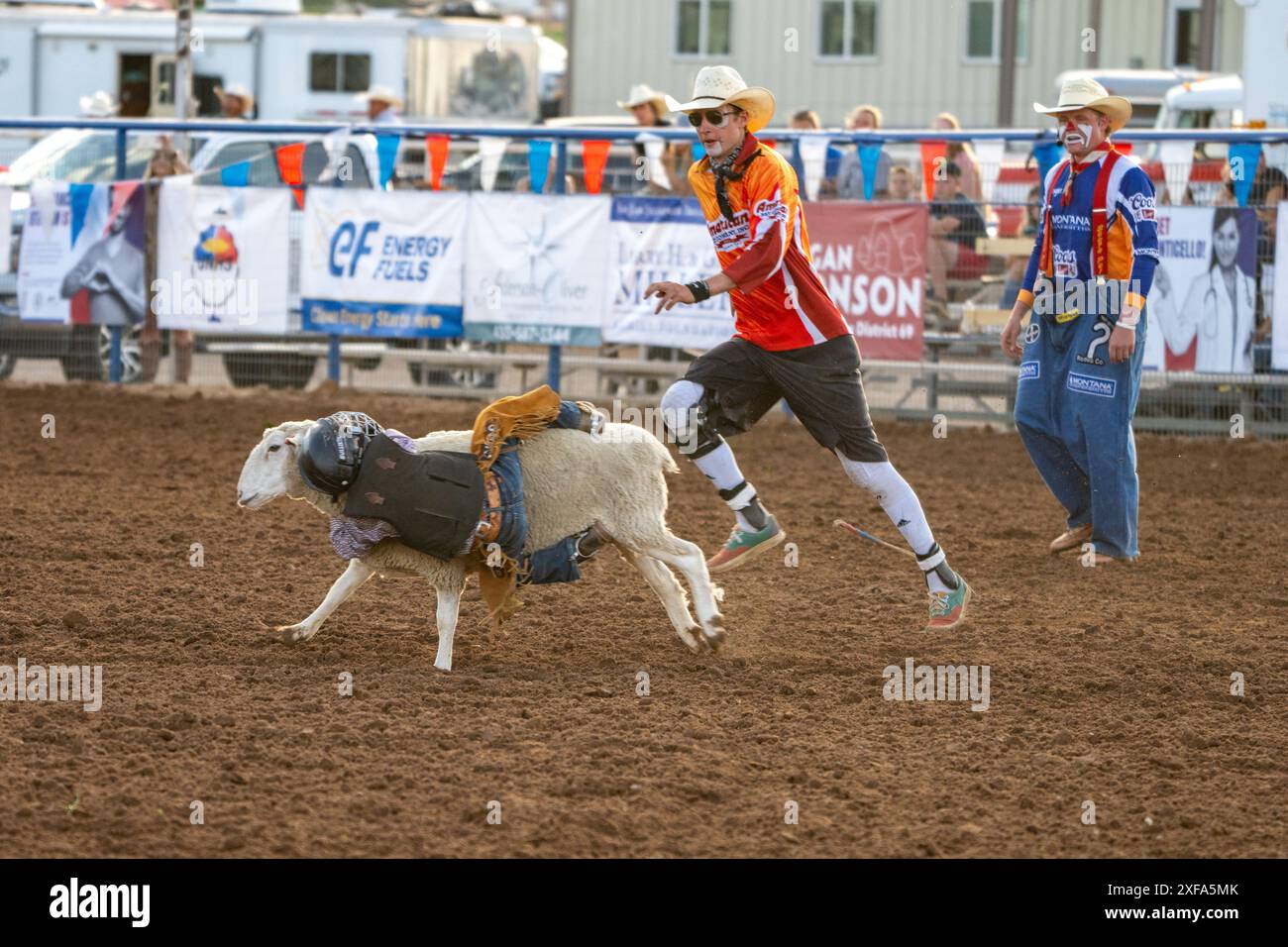 A young cowboy hangs onto the sheep in the mutton bustin' event in a ...