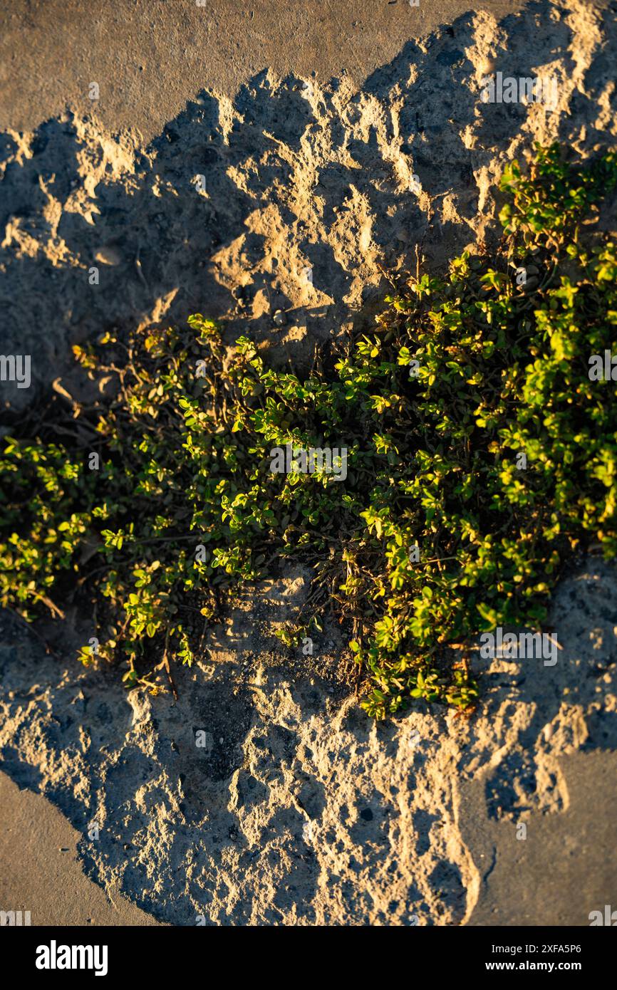 Top down shot of cement and bush grown onto the ground. Nature wins ...