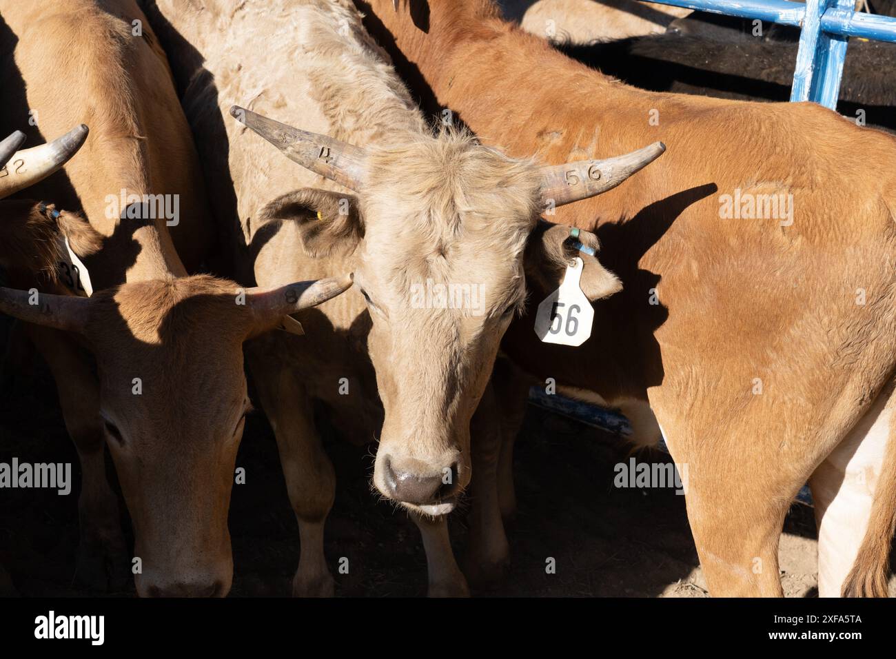 Steers used in the bulldogging or steer wrestling event in a rodeo in ...