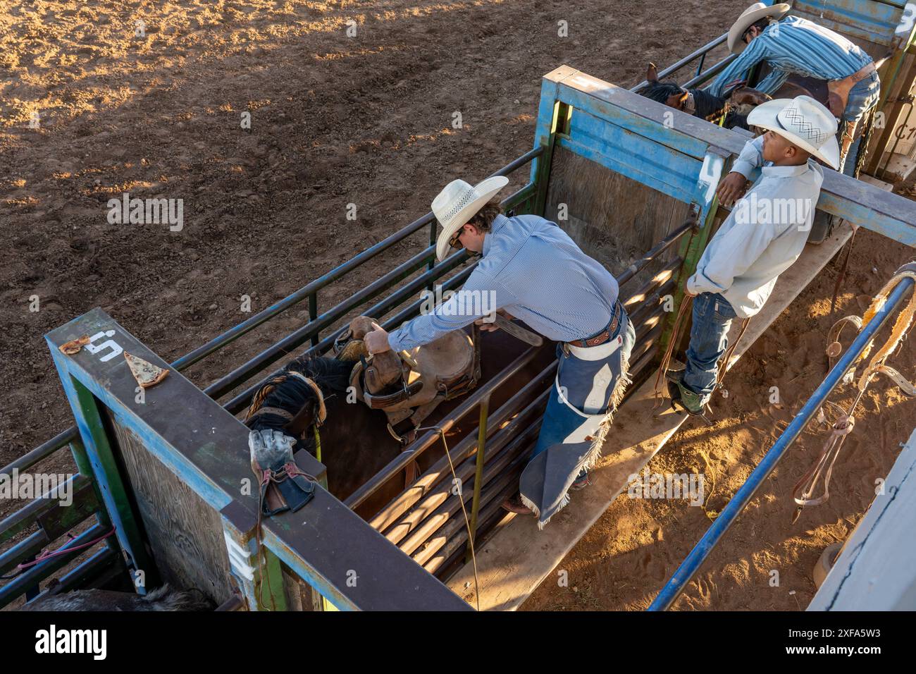 Saddle bronc cowboy Bailey Bench puts his saddle on the bucking horse ...