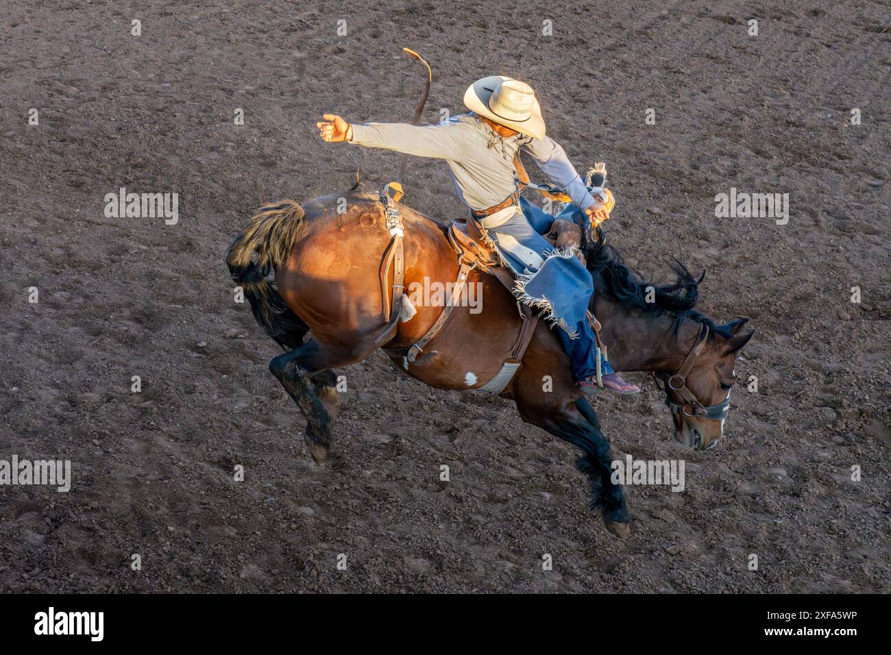 Rodeo cowboy Bailey Bench in the saddle bronc event in a rodeo in Utah ...