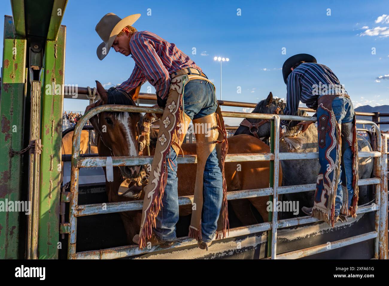 Saddle bronc cowboys in leather chaps put the bronc rein & halter on ...