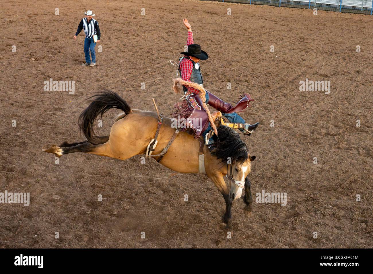 A professional rodeo cowboy in the saddle bronc event in a rodeo in ...