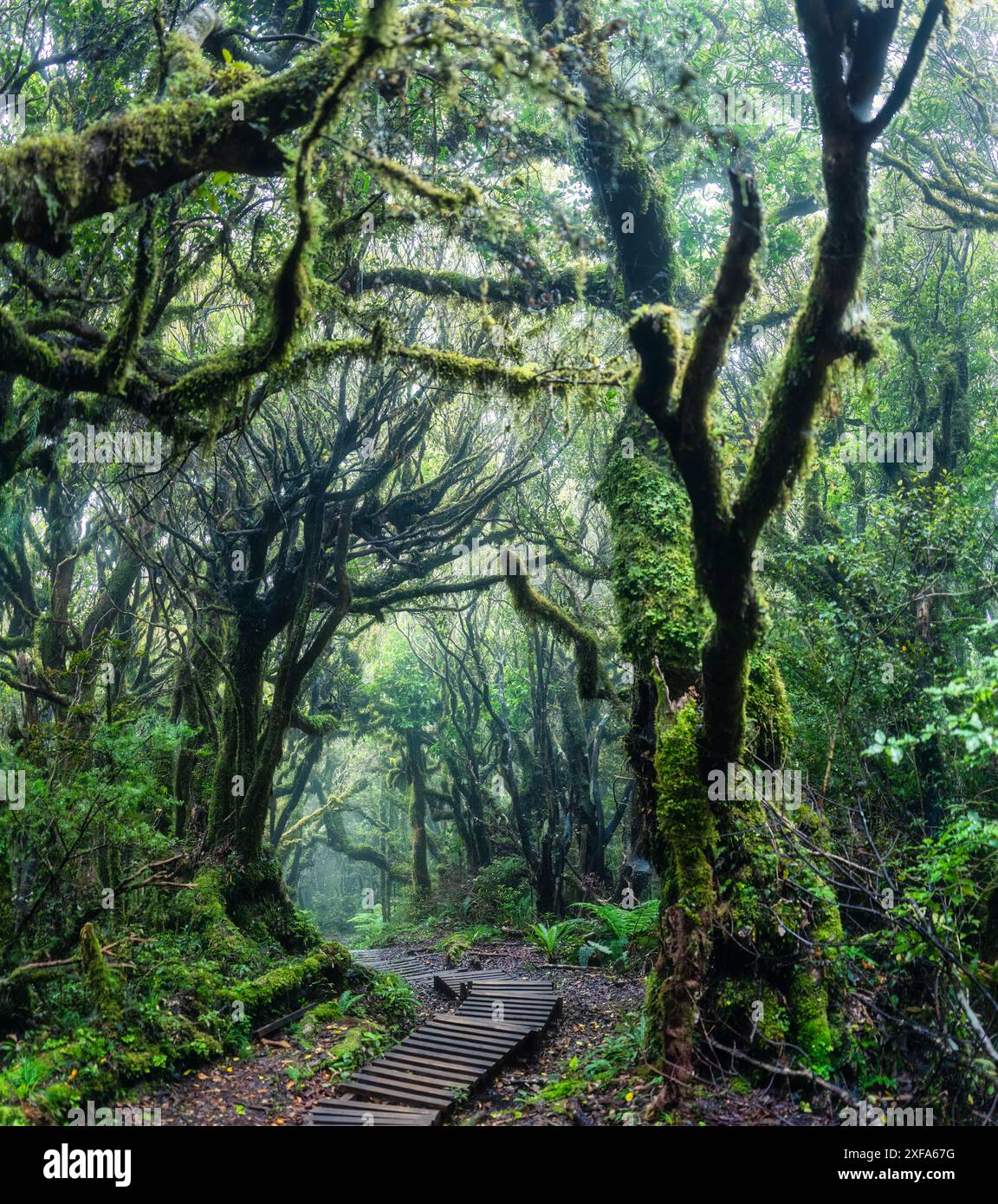 Mangorei track hi-res stock photography and images - Alamy